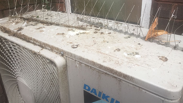 Bird Guano Cleanup – Pest Detective